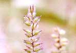 Tragus biflorus FLORA of SUT