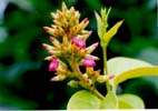 FLORA of SUT
